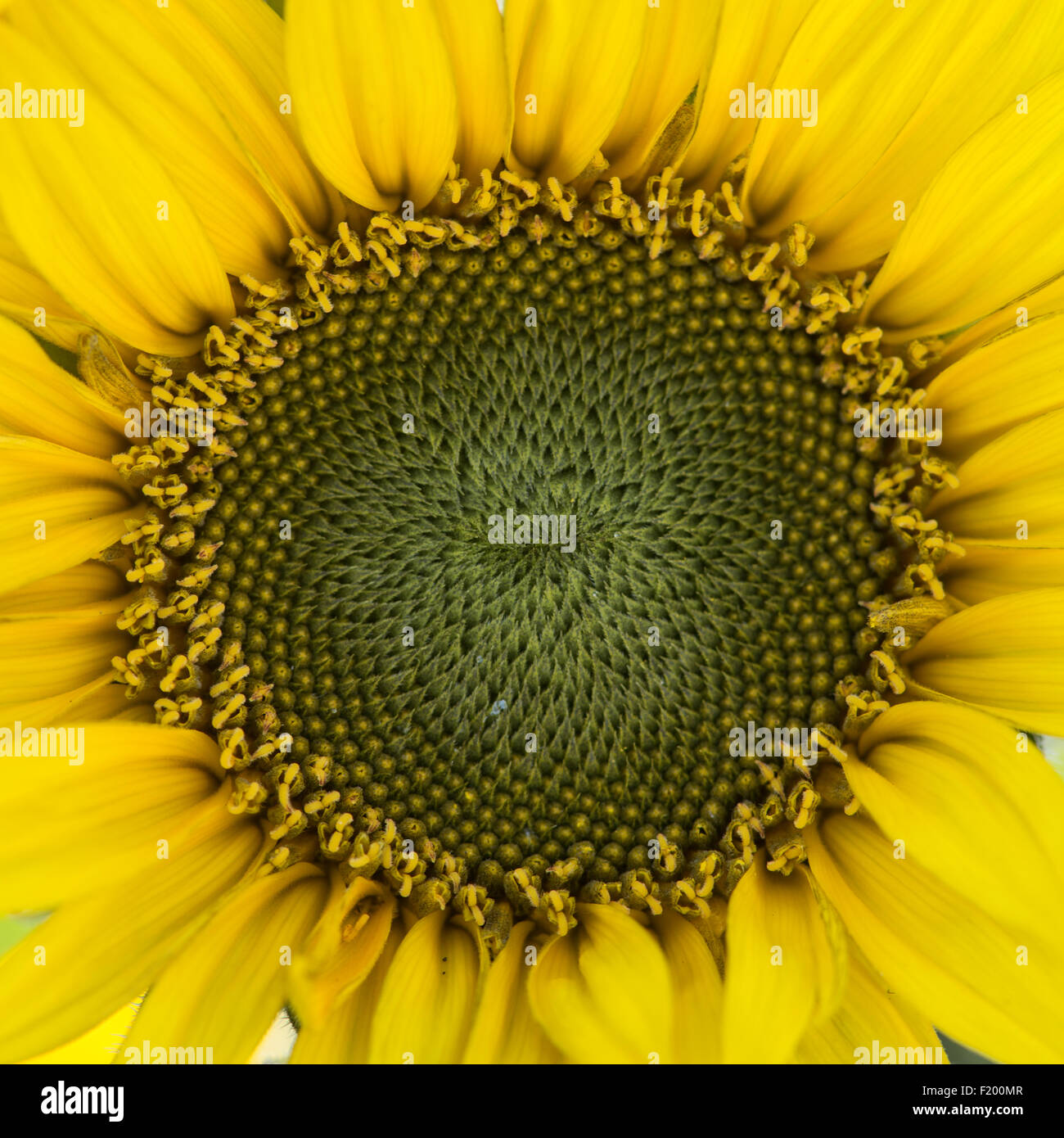 Sunflower: Helianthus annuus "Munchkin Stock Photo - Alamy