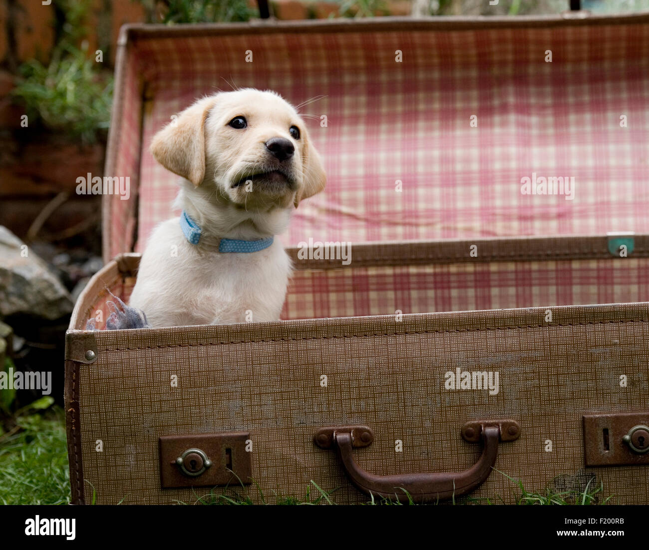 yellow labrador retriever puppy Stock Photo - Alamy