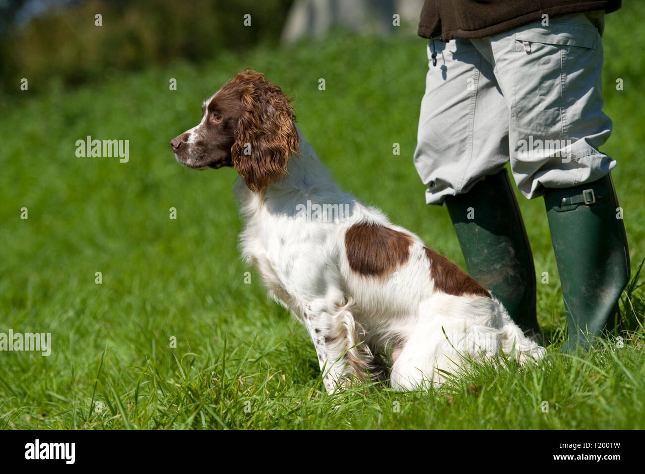 liver and white english springer spaniel Stock Photo - Alamy