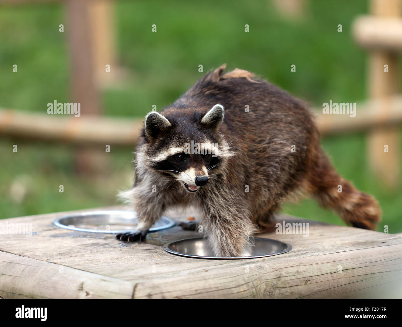 A Raccoon feeding at the Wingham Wildlife Park Stock Photo - Alamy