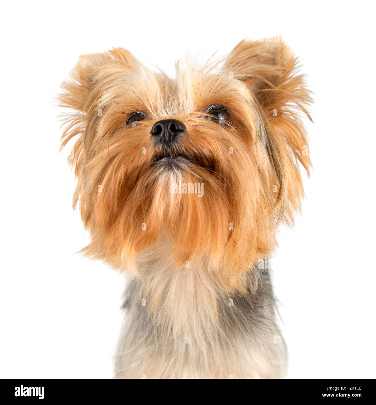 Portrait of Yorkshire terrier pure breed on white background Stock ...