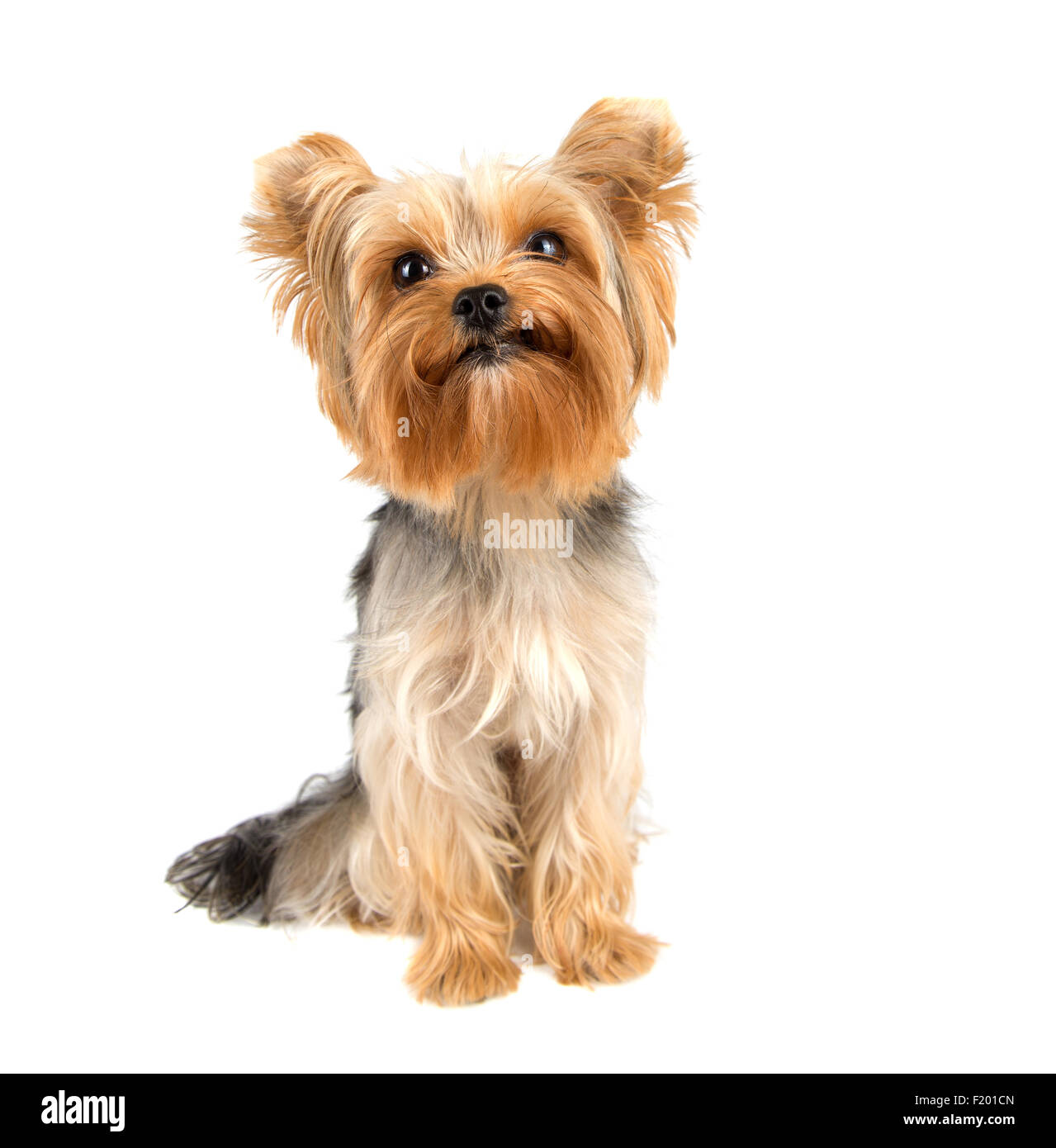 Portrait of Yorkshire terrier pure breed on white background Stock ...