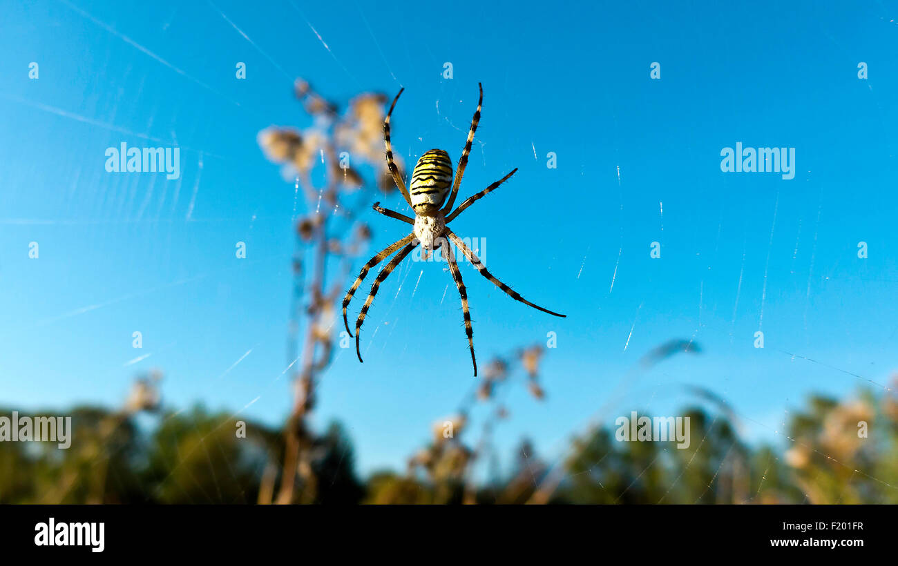 Spider sky hi-res stock photography and images - Alamy