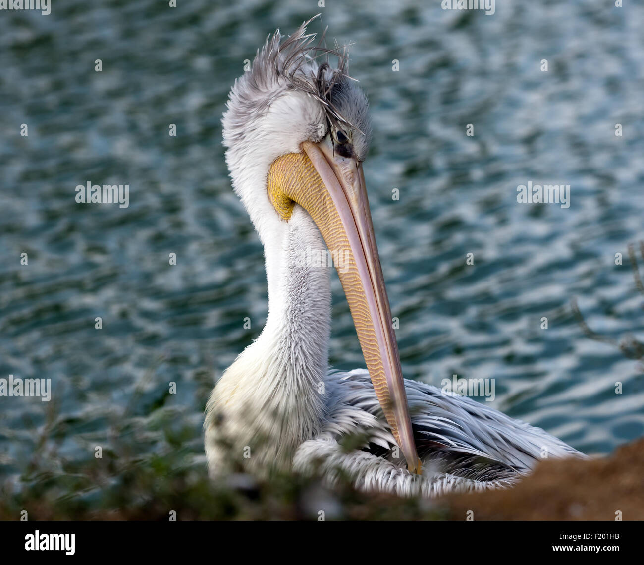 Pink backed pelican pelecanus rufescens hi-res stock photography and ...