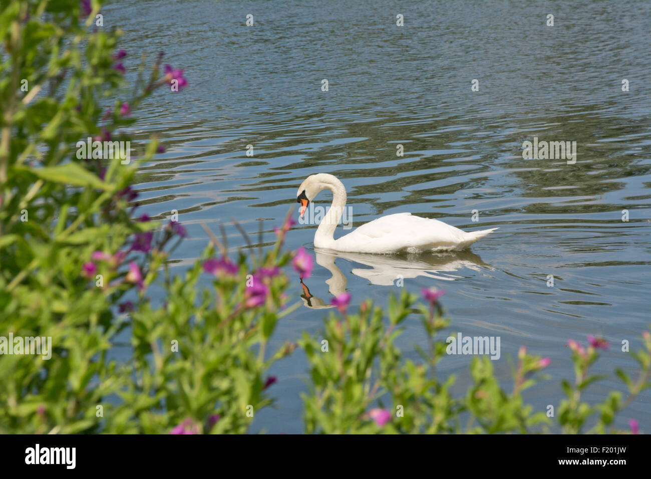 Pink swan hi-res stock photography and images - Alamy