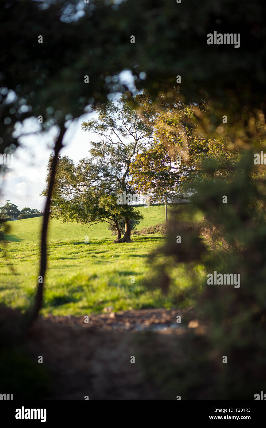 ,autumn, teign, devon, hill, meadow, trees, bracken, valley, gorge ...