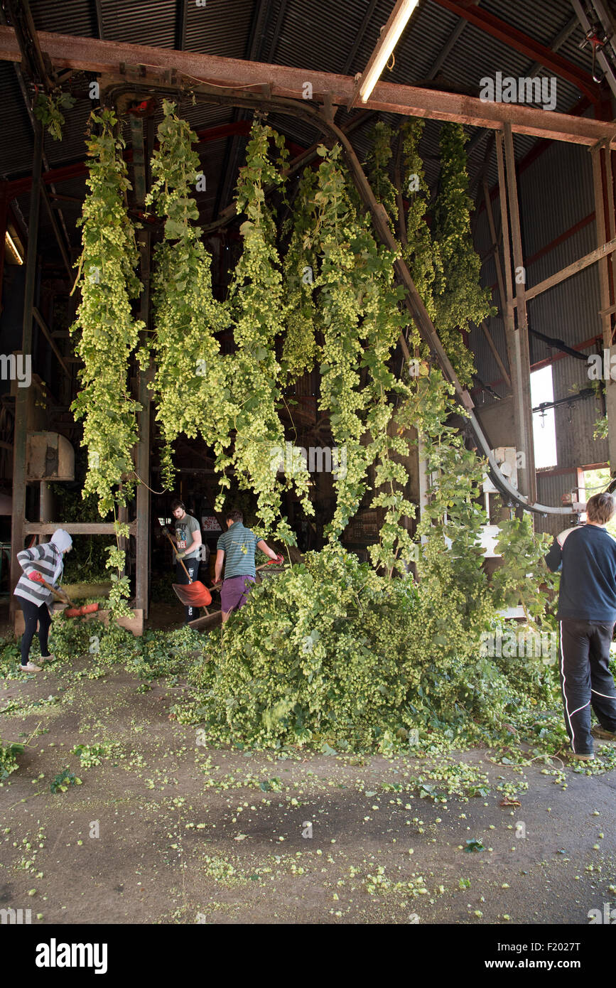 Worker loading freshly picked Bramling Cross variety hops onto a moving ...