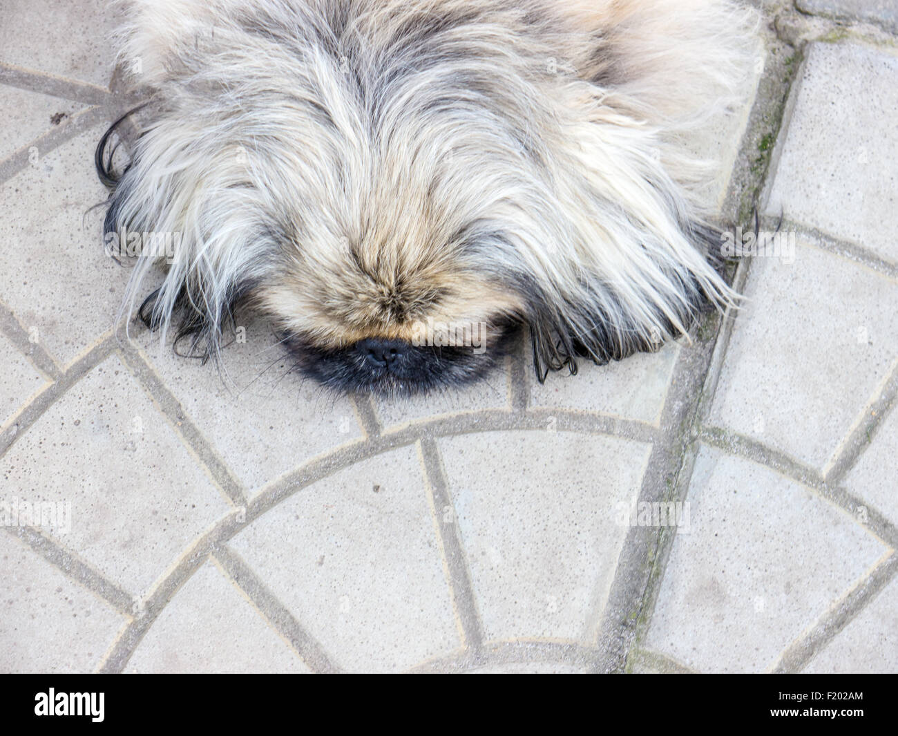 Pekinese dog hi-res stock photography and images - Alamy
