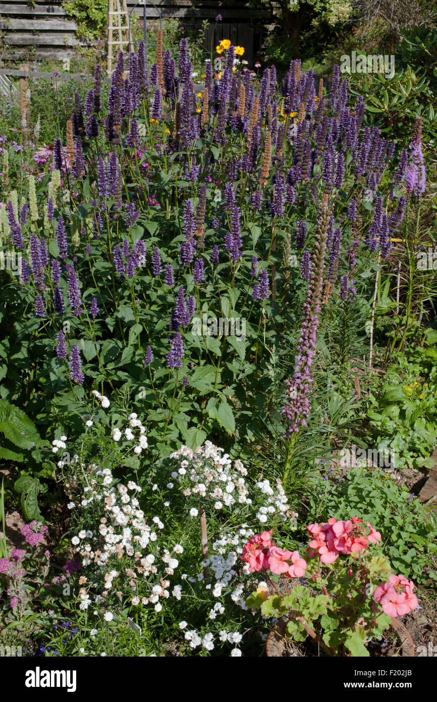 Agastache 'Black Adder' with a butterfly feeding on the flowers Stock ...