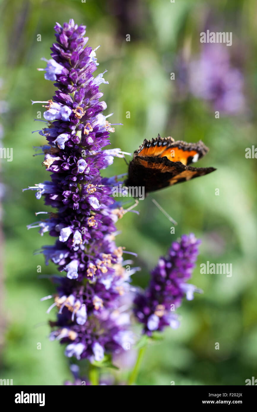 Agastache 'black adder hi-res stock photography and images - Alamy