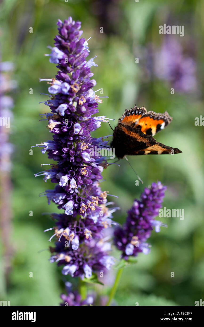 Black adder hi-res stock photography and images - Alamy