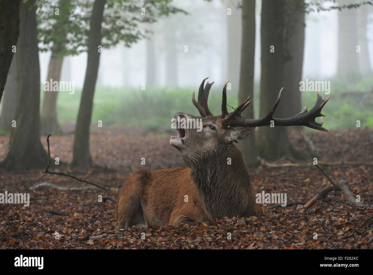 Hirsch fotos hi-res stock photography and images - Alamy