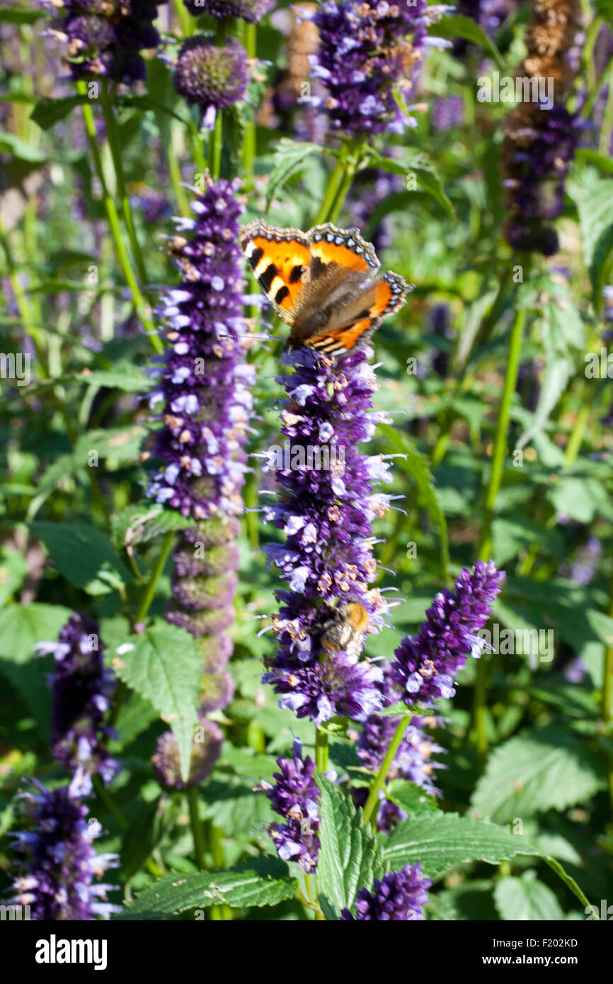 Agastache Black Adder