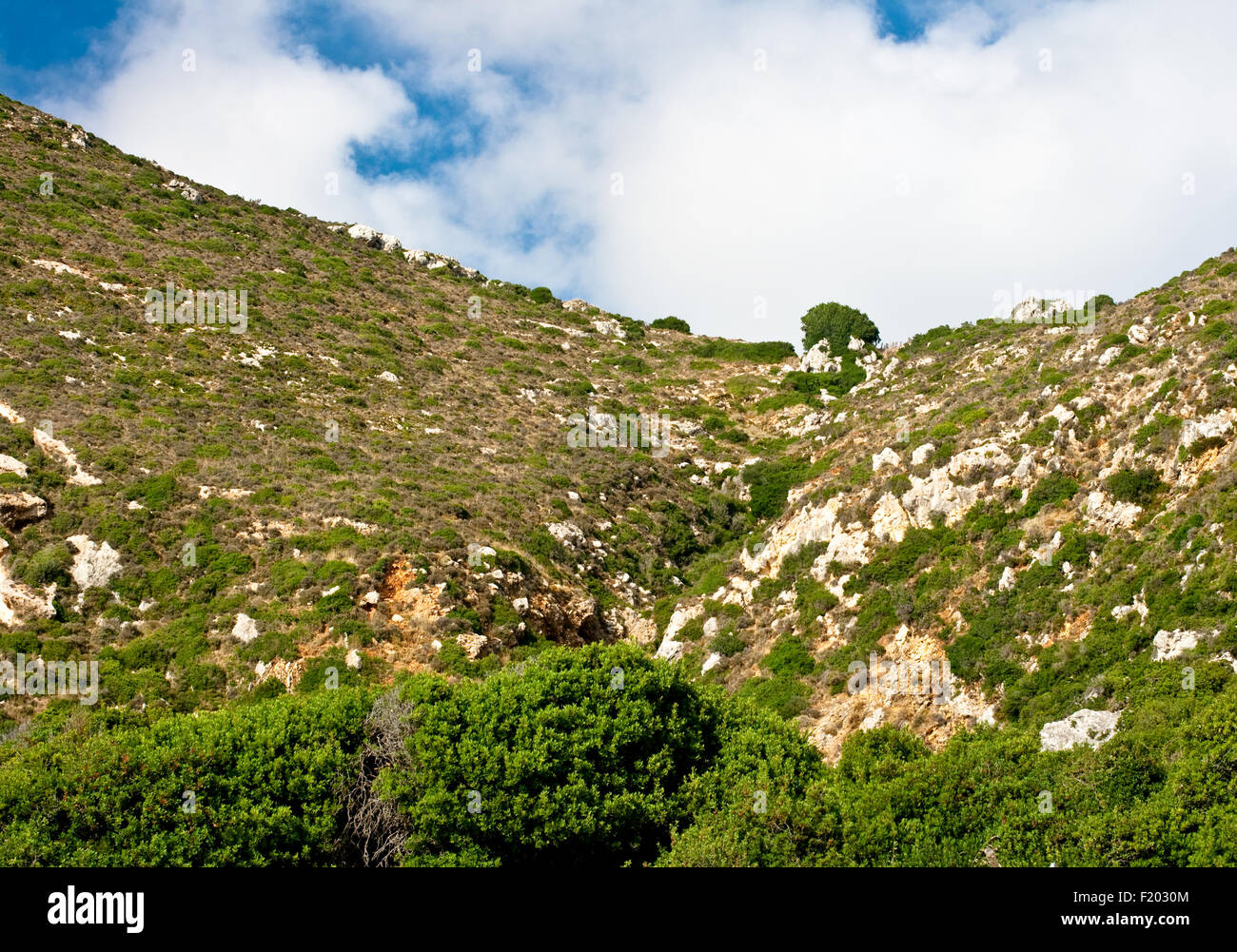 Vegetation on a Greek hill, kefalonia Stock Photo - Alamy
