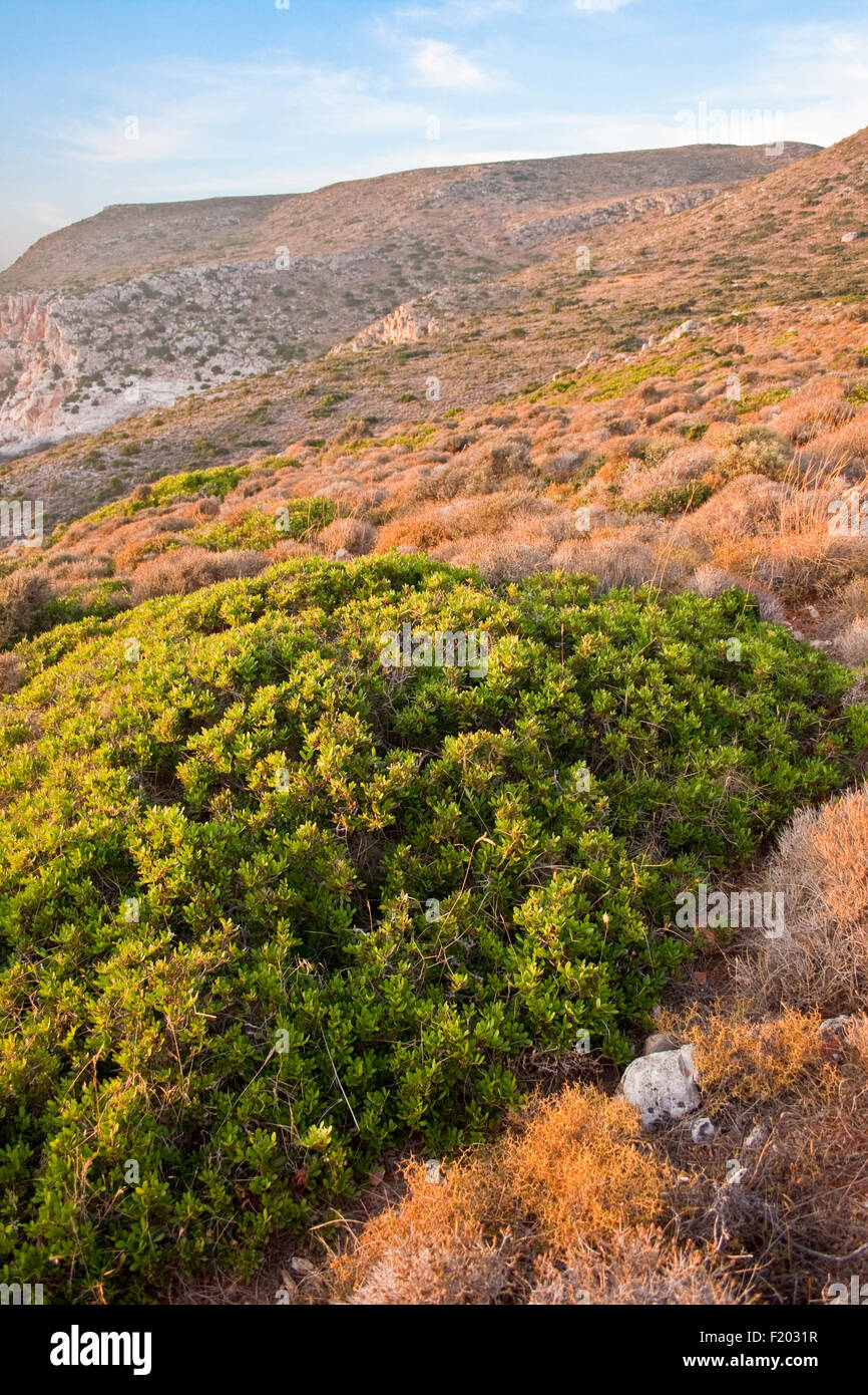 View of Kefalonia vegetation, Greece Stock Photo - Alamy