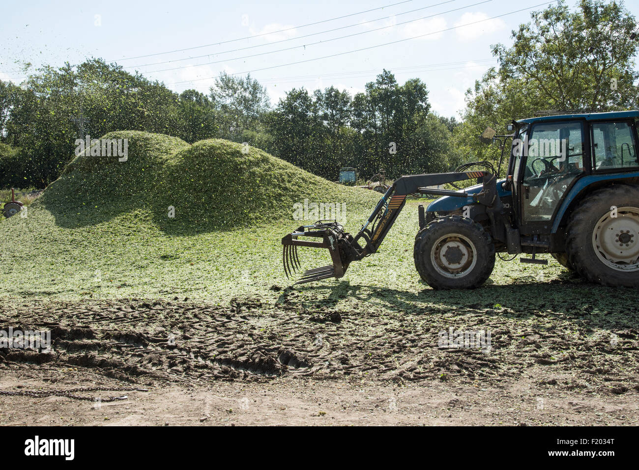 Sandhurst, Kent, UK. 8th September, 2015. Chaff from the hops is blown ...