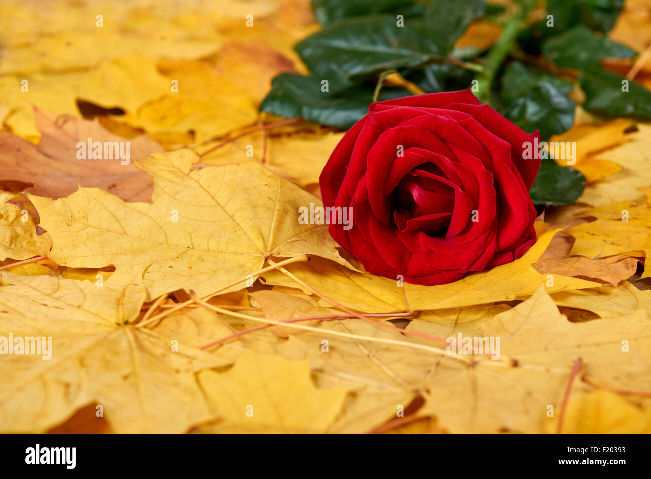 red rose on fall leaves background Stock Photo - Alamy