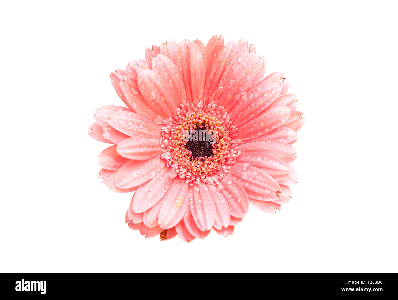Pink gerbera daisy isolated on white background Stock Photo - Alamy