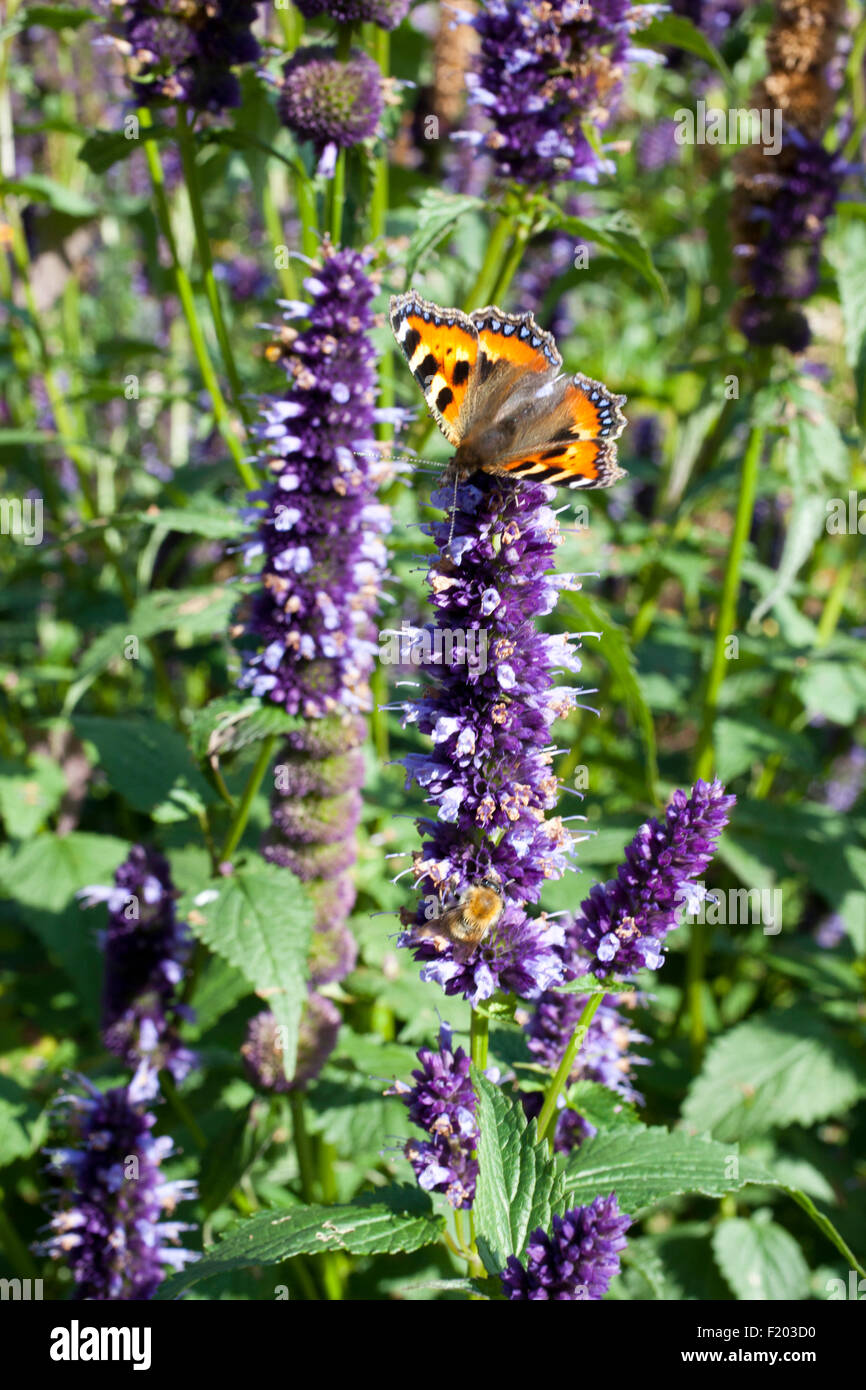 Agastache 'Black Adder' with a butterfly feeding on the flowers Stock ...