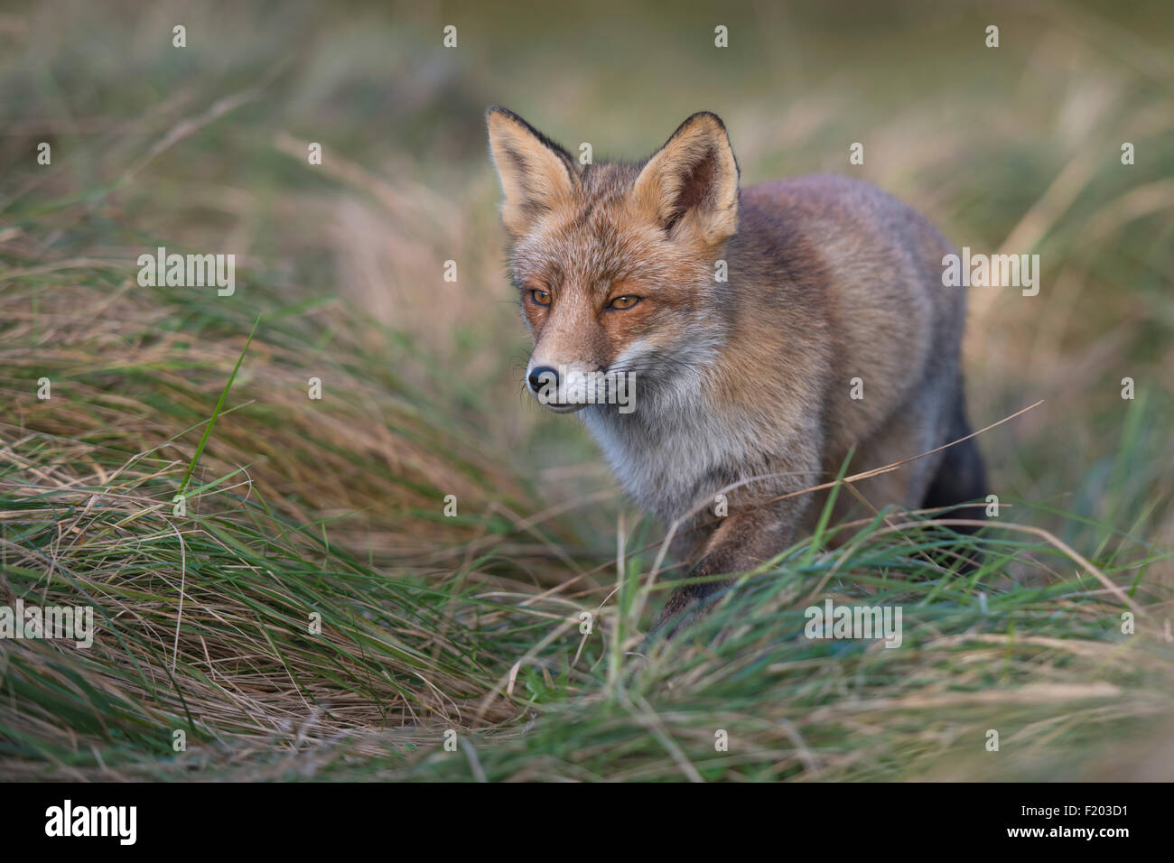 Rotfuchs foto hi-res stock photography and images - Alamy