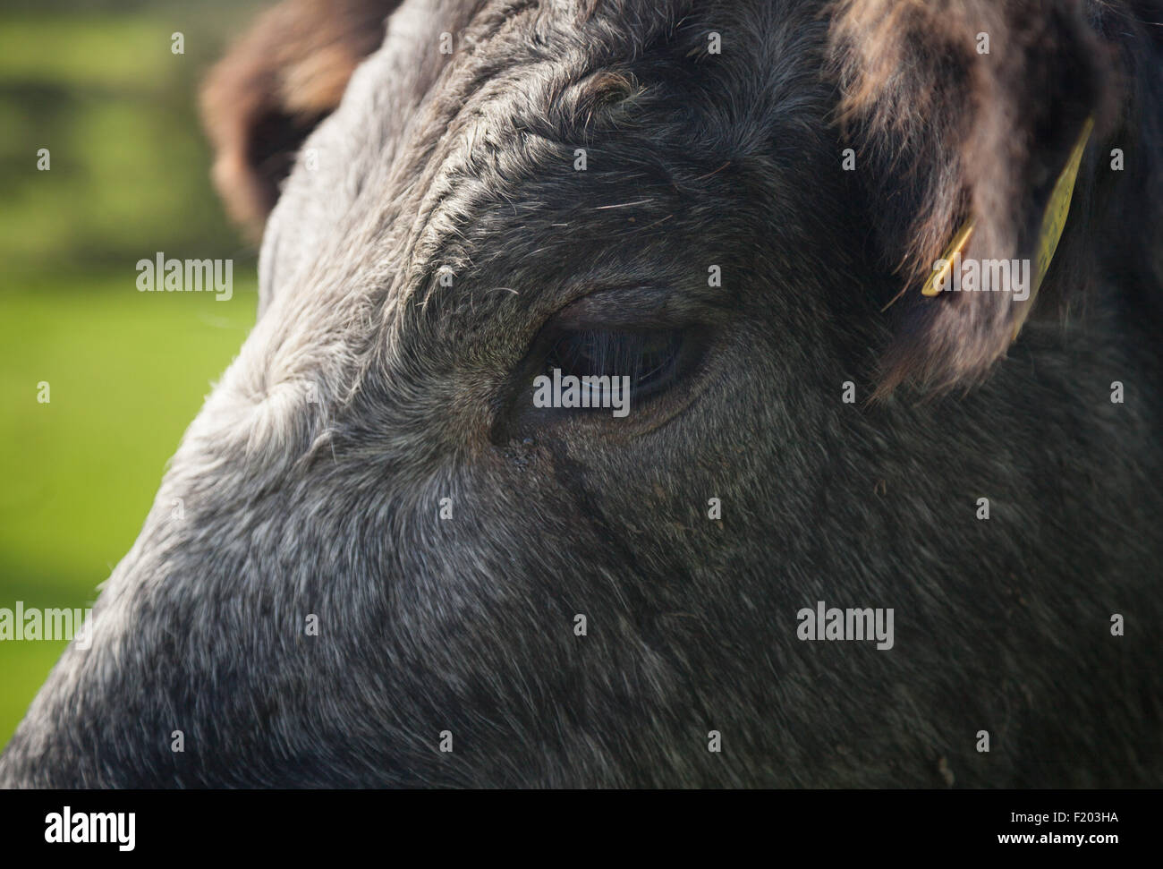 Cows eyelashes hi-res stock photography and images - Alamy