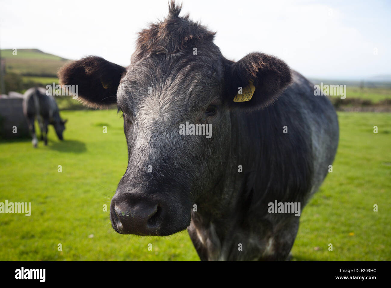 Grey and white cow hi-res stock photography and images - Alamy