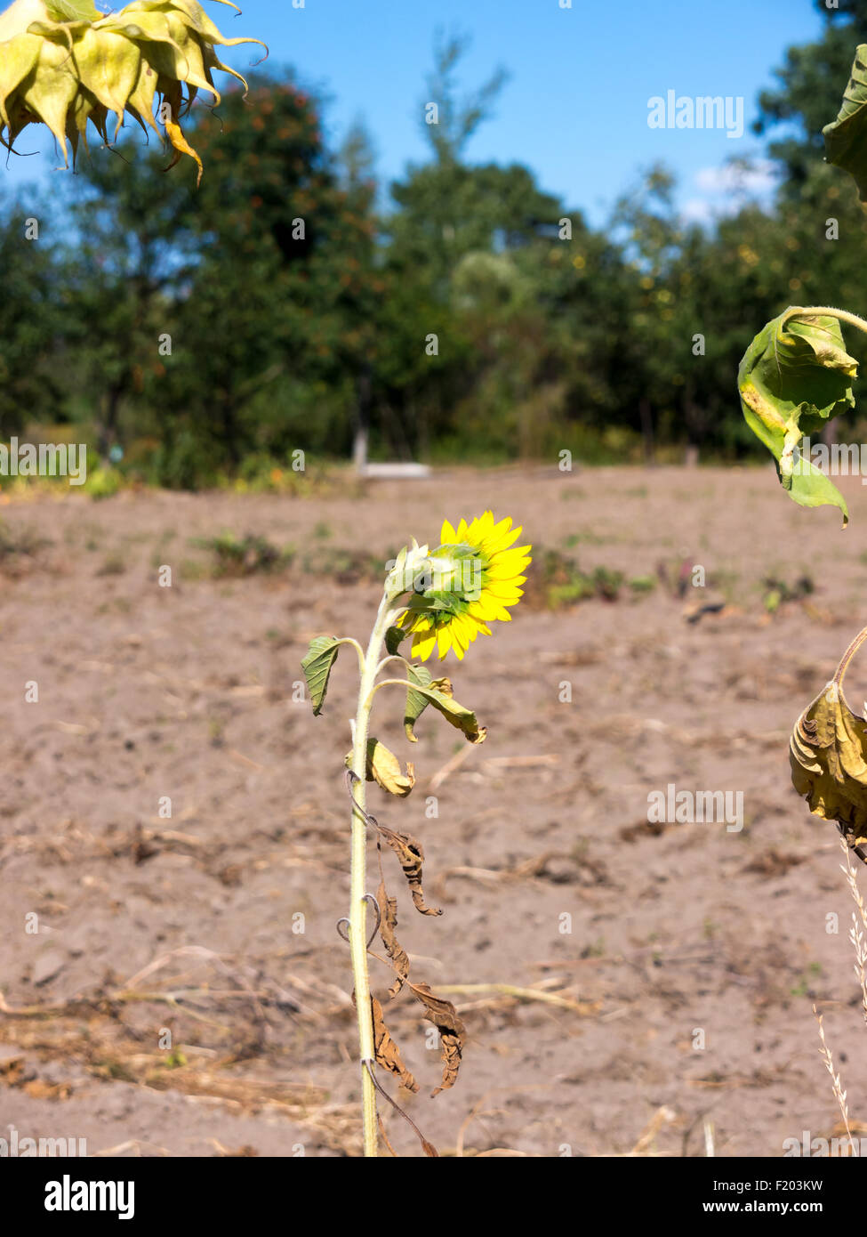 The nature yellow sunflower field Stock Photo - Alamy