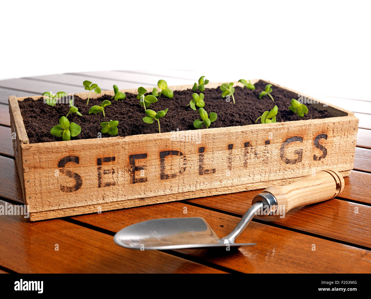 Seedling tray filled with soil Stock Photo - Alamy