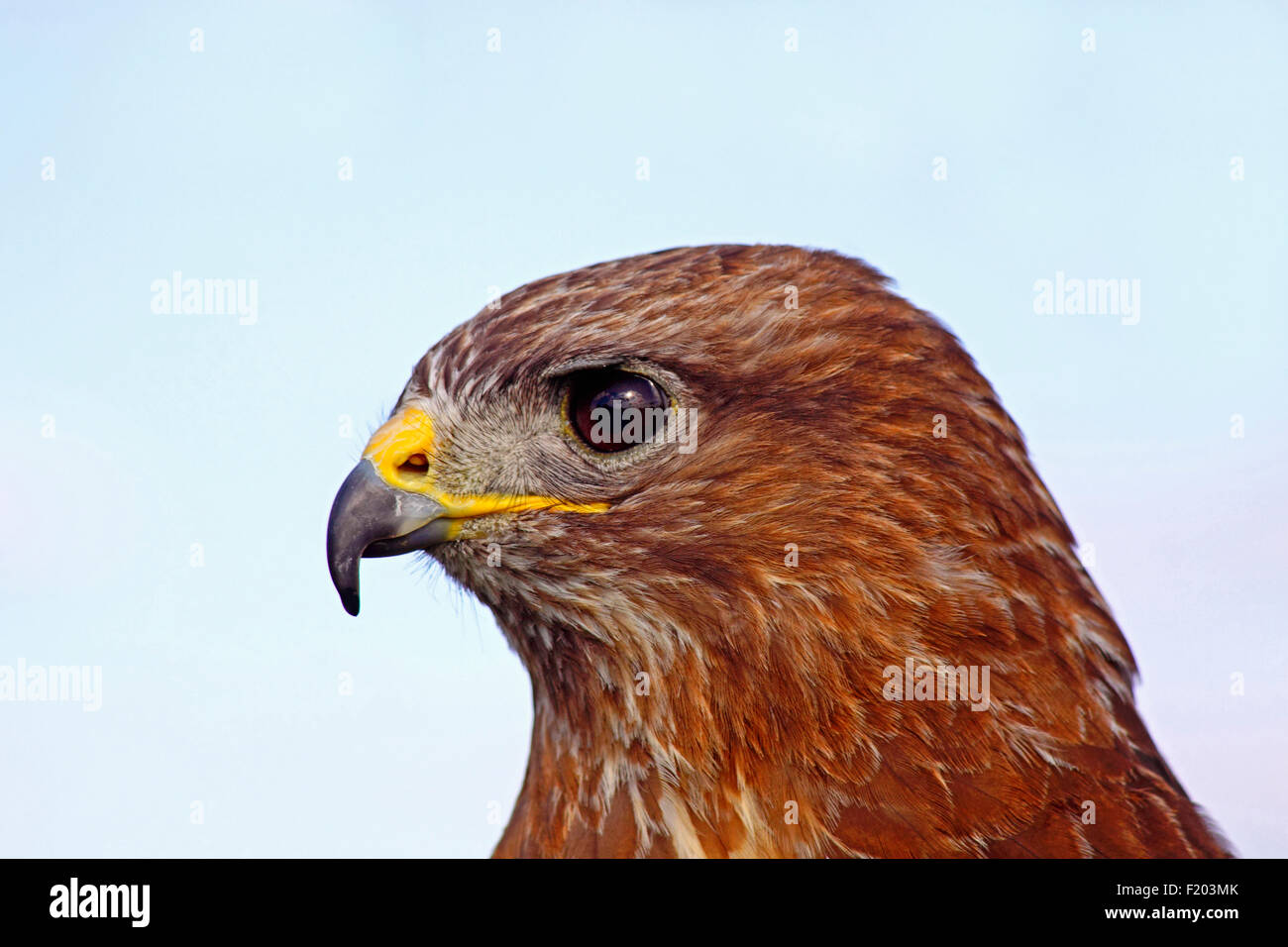 Animals, Birds, Buzzard; Buteo buteo; Male; Close Up; Headsot; Captive ...