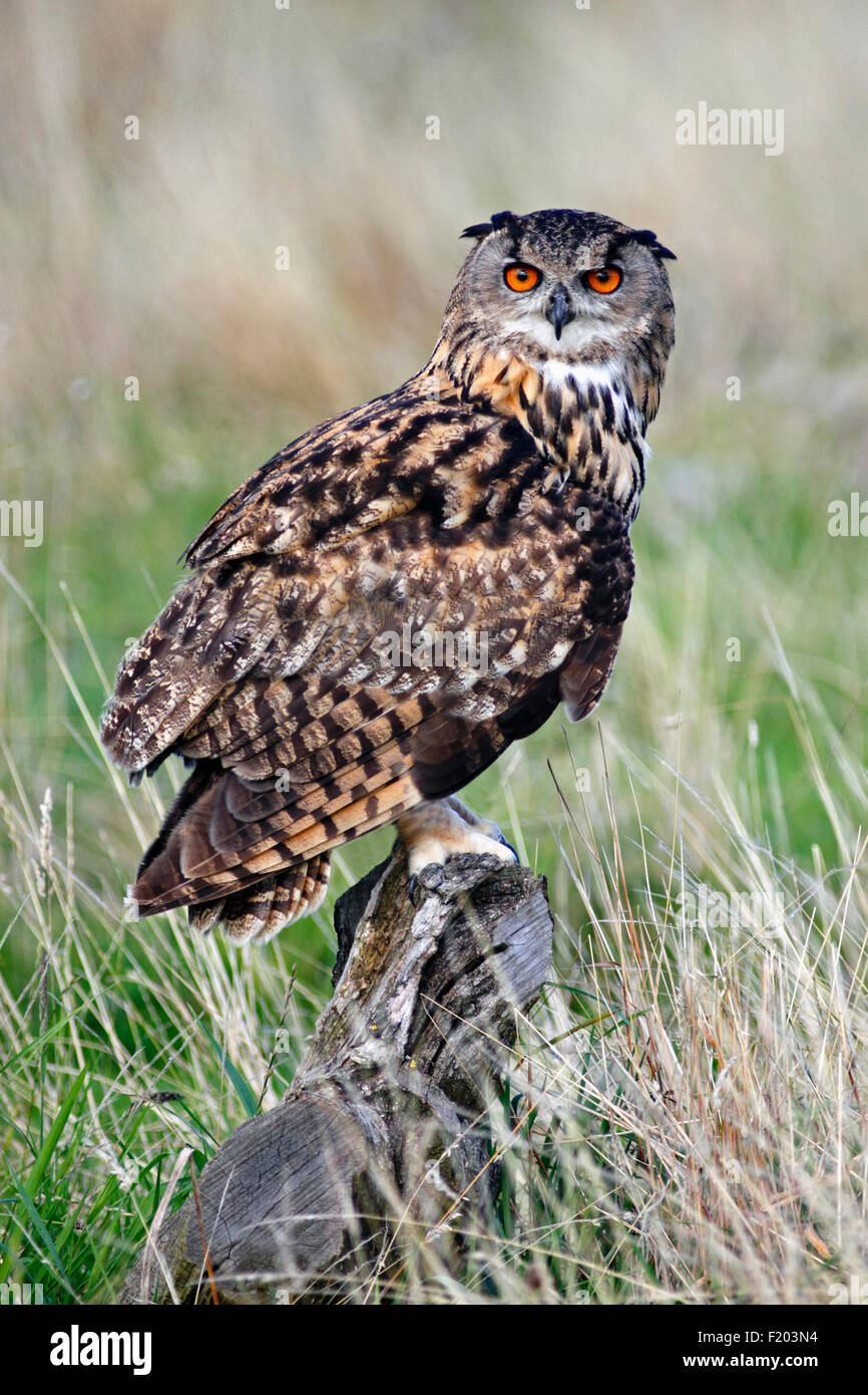Moorland birds hi-res stock photography and images - Alamy