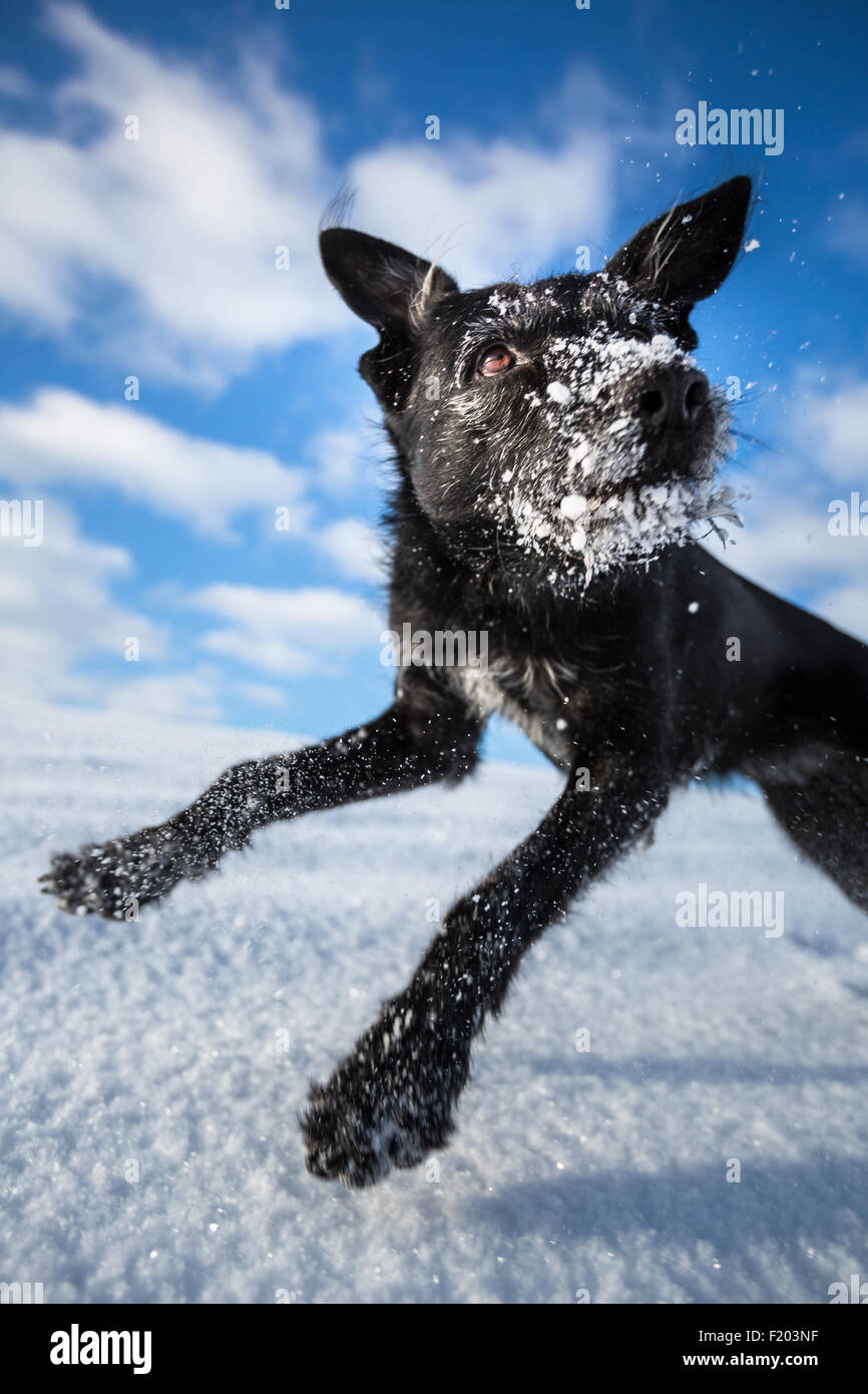 Hilarious black dog jumping for joy over a snowy field on a lovely ...