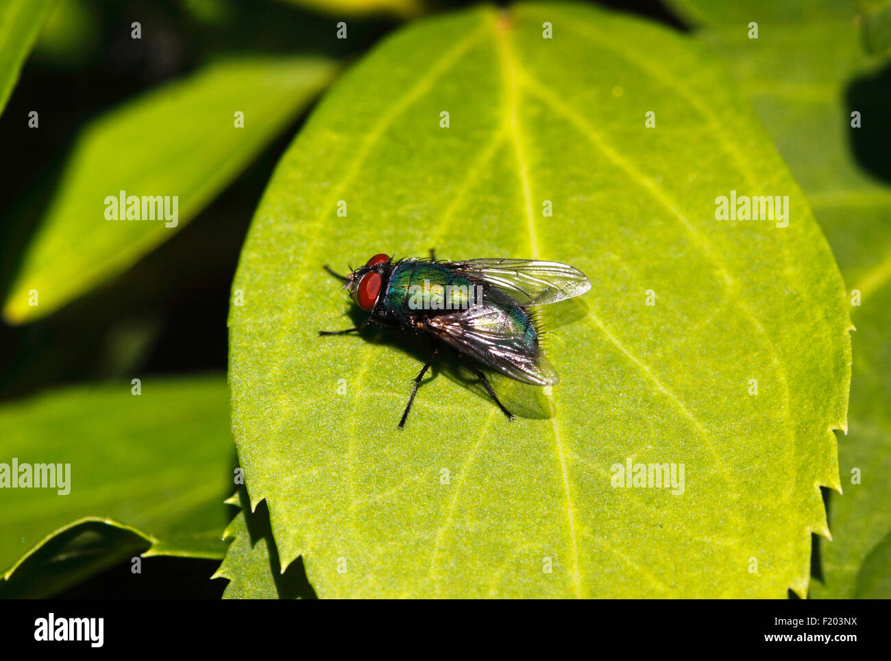Animals, Insects, Fly, Greenbottle, Lucilia caesar, Resting on leaf in ...