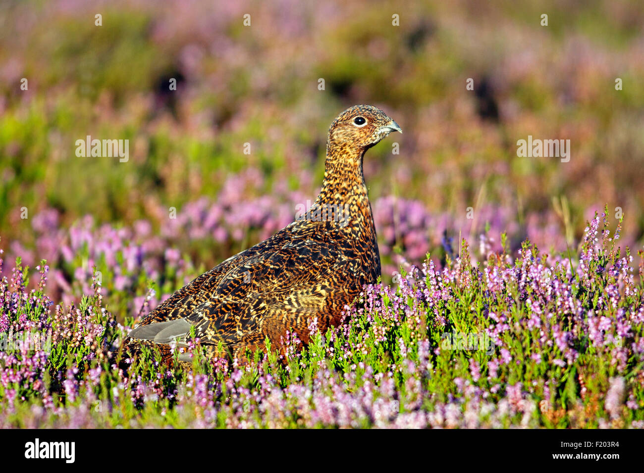Red grouse male and female hi-res stock photography and images - Alamy