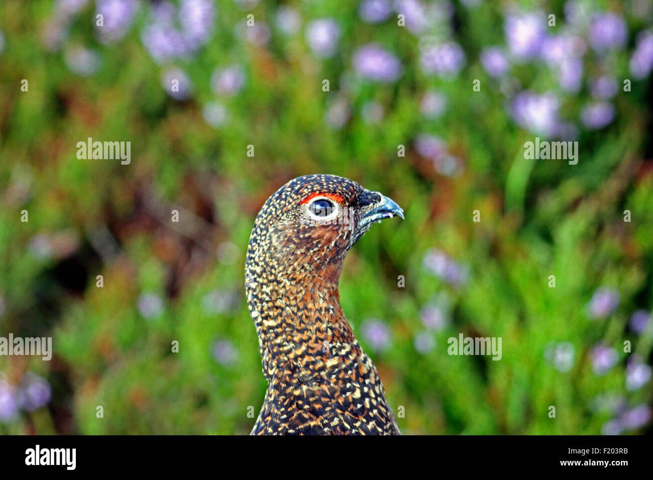 Gourse hi-res stock photography and images - Alamy