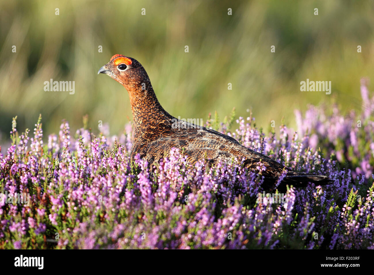 Animals, Birds, Gourse, Red Grouse, Lagopus lagopus, Male standing ...