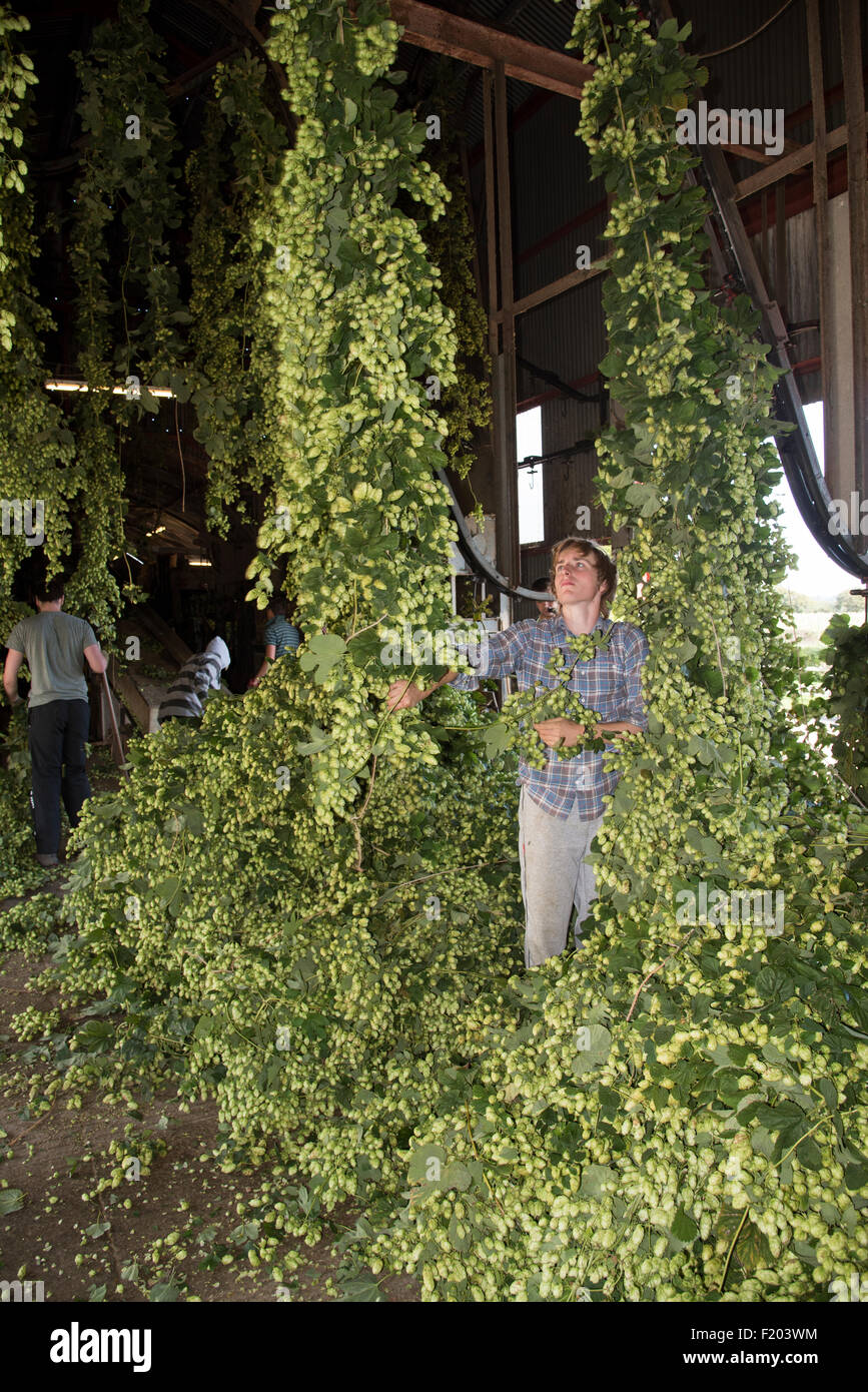 Worker loading freshly picked Bramling Cross variety hops onto a moving ...