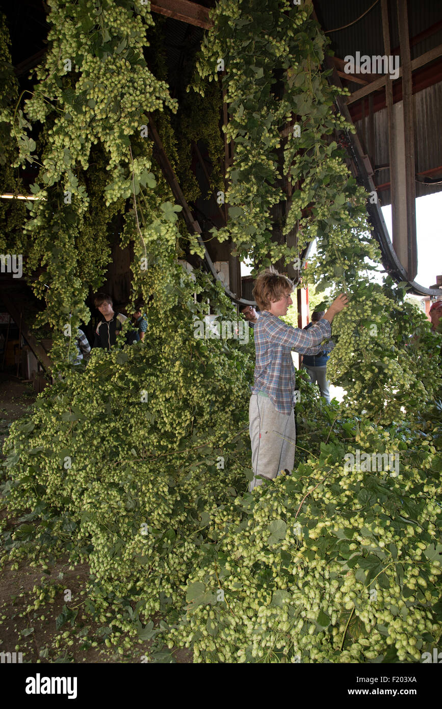 Worker loading freshly picked Bramling Cross variety hops onto a moving ...