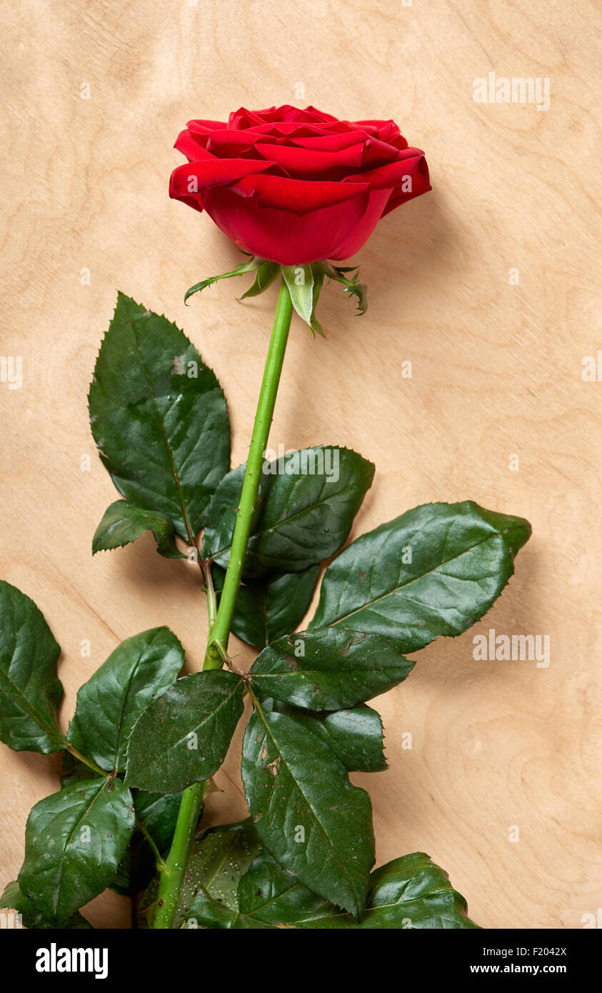 one red rose on bright wood background Stock Photo - Alamy
