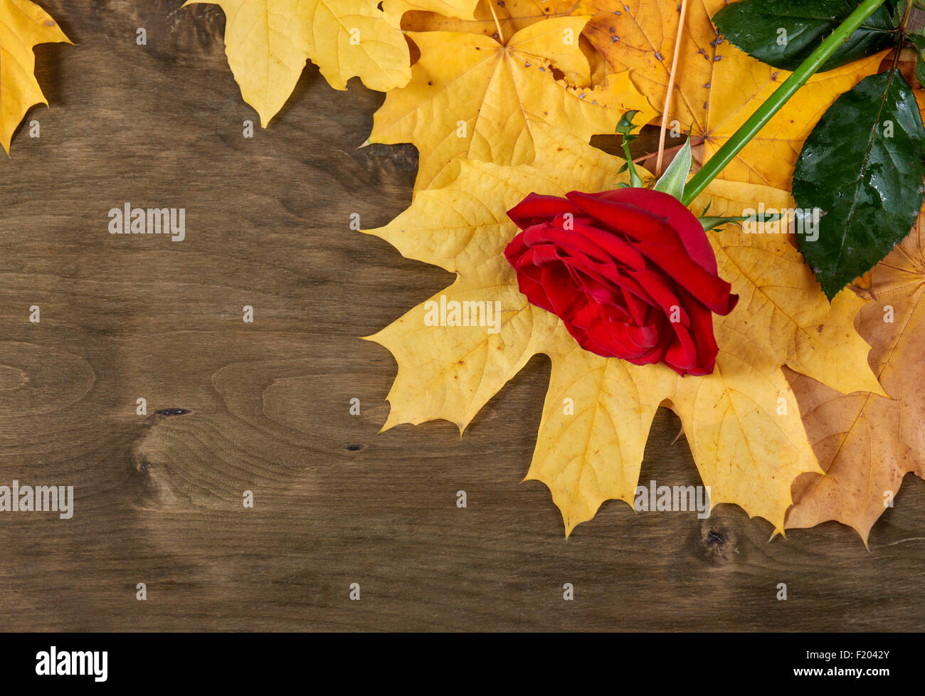 red rose on fall leaves background Stock Photo - Alamy