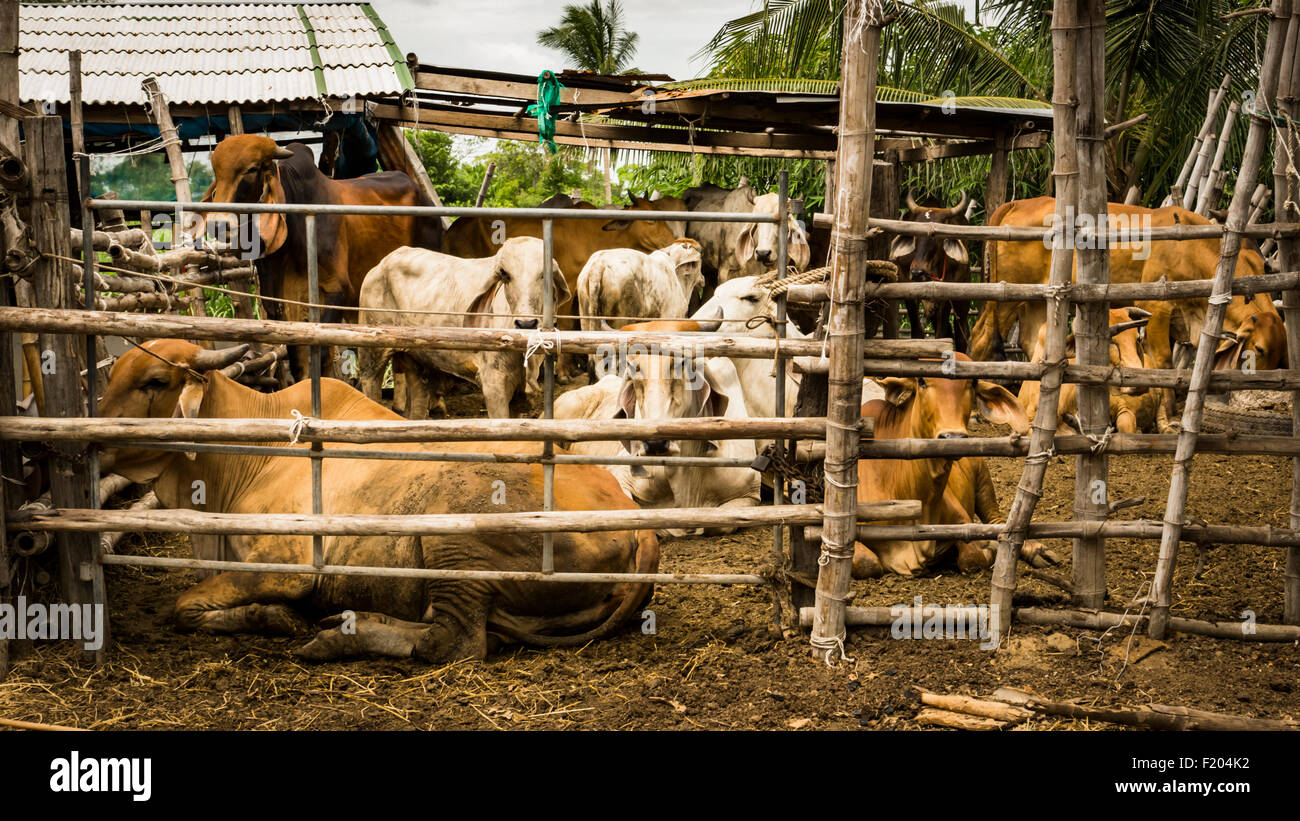 Thai Cows Stock Photos & Thai Cows Stock Images - Alamy