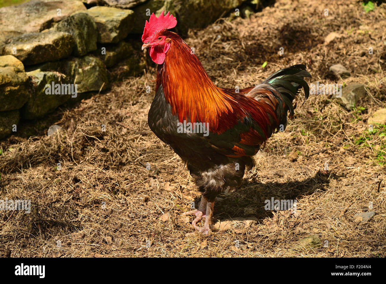 Ireland, County Tyrone, Omagh, Ulster American Folk Park, A rooster ...