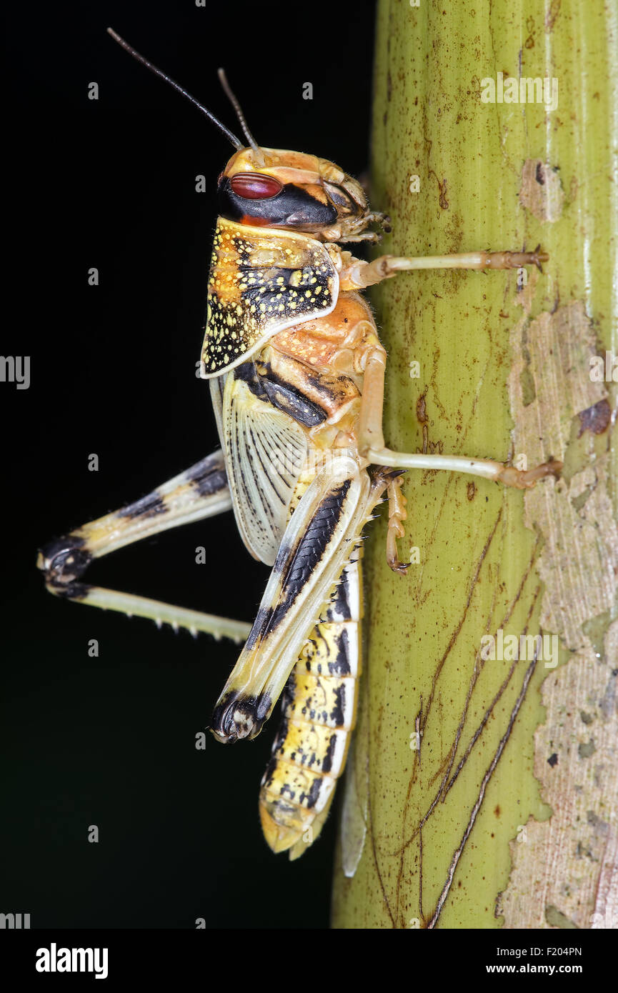 Desert locust plague hi-res stock photography and images - Alamy