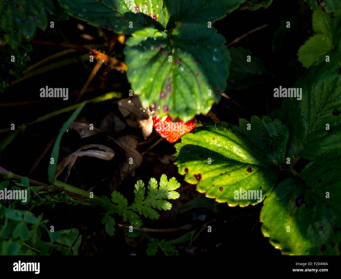 The nature vegetable strawberry object Stock Photo - Alamy