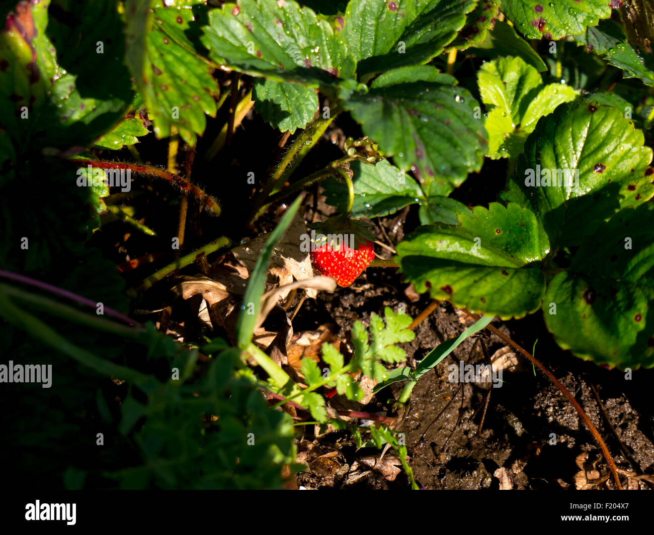 The nature vegetable strawberry object Stock Photo - Alamy