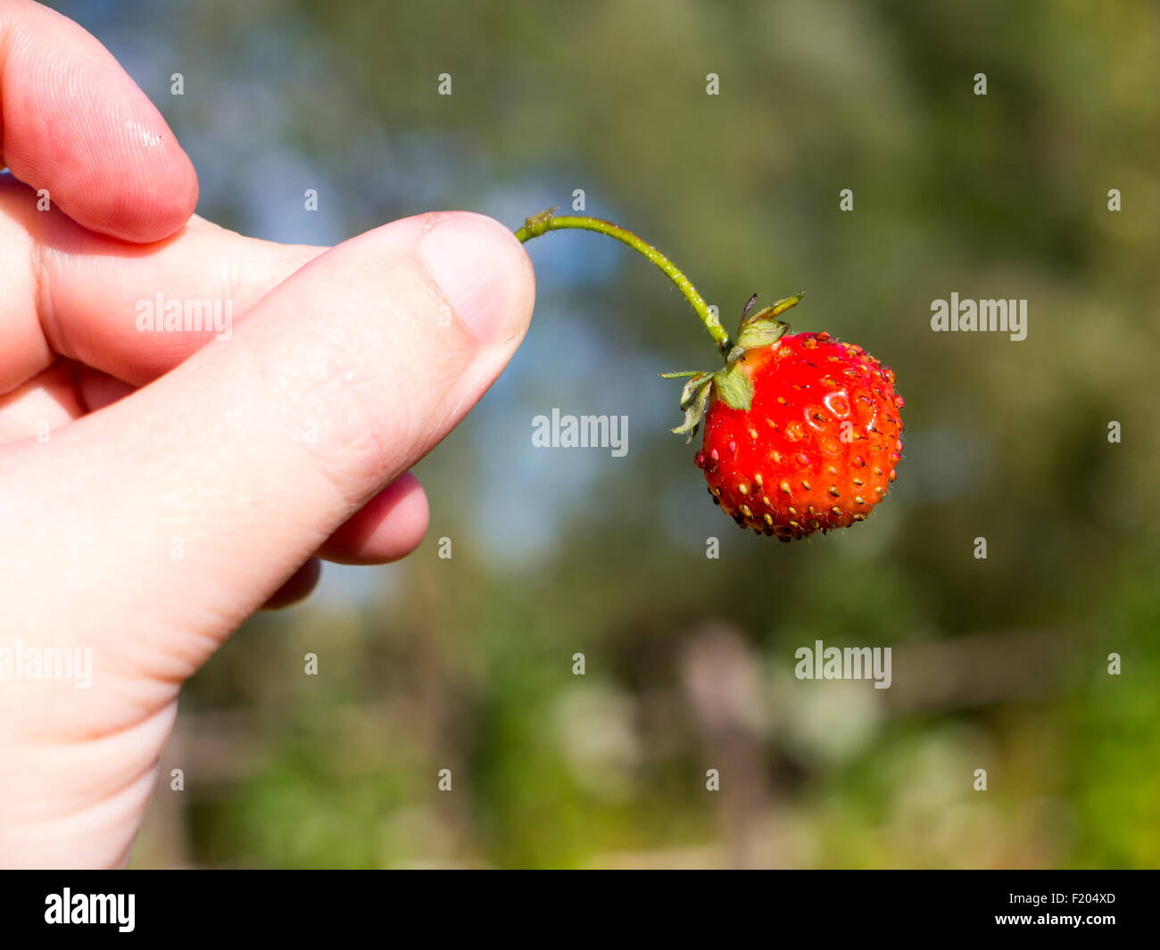 The nature vegetable strawberry object Stock Photo - Alamy