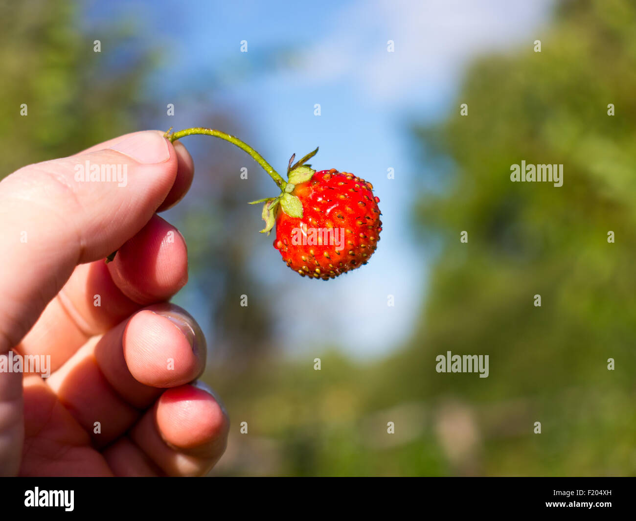 The nature vegetable strawberry object Stock Photo - Alamy