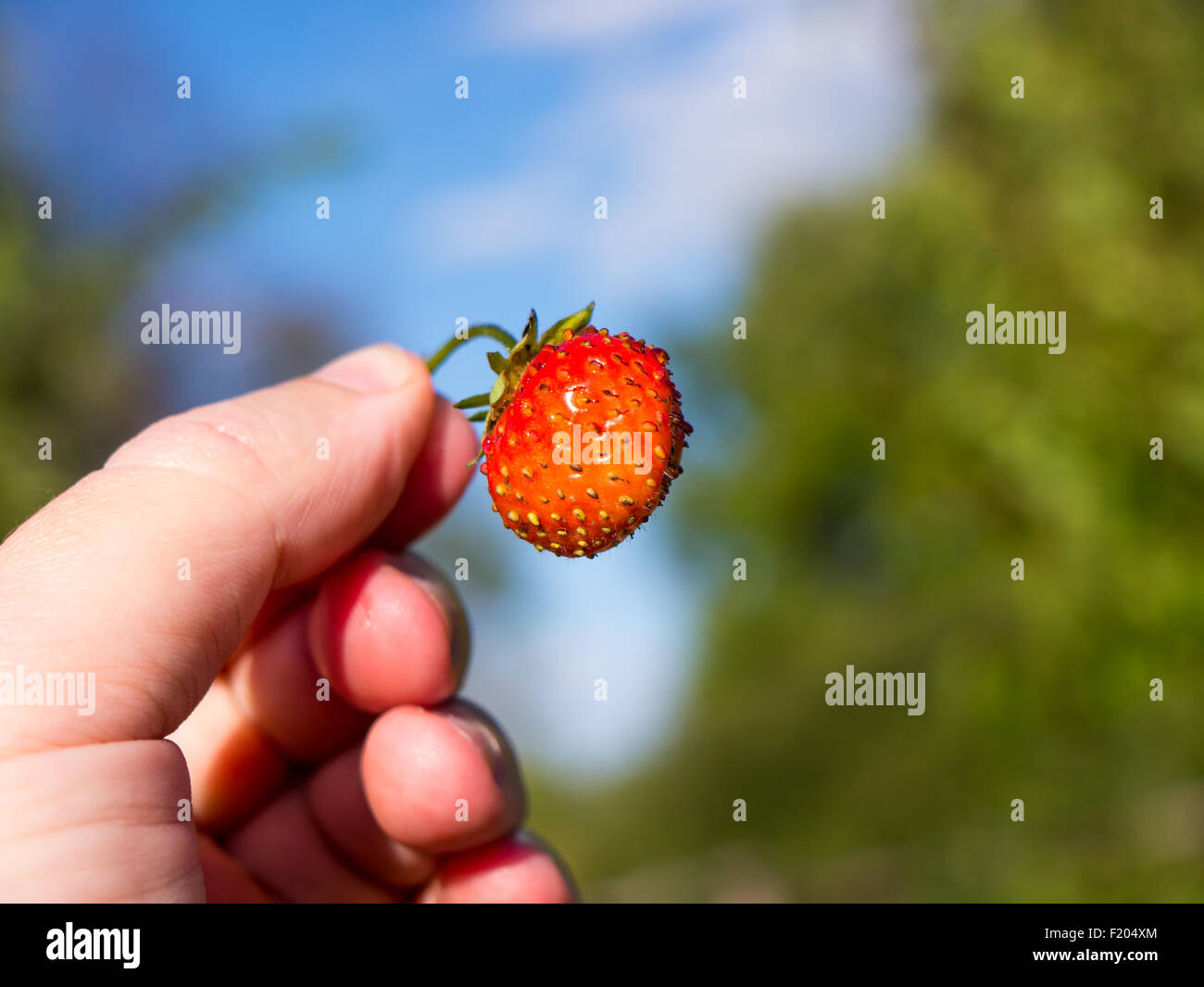 The nature vegetable strawberry object Stock Photo - Alamy