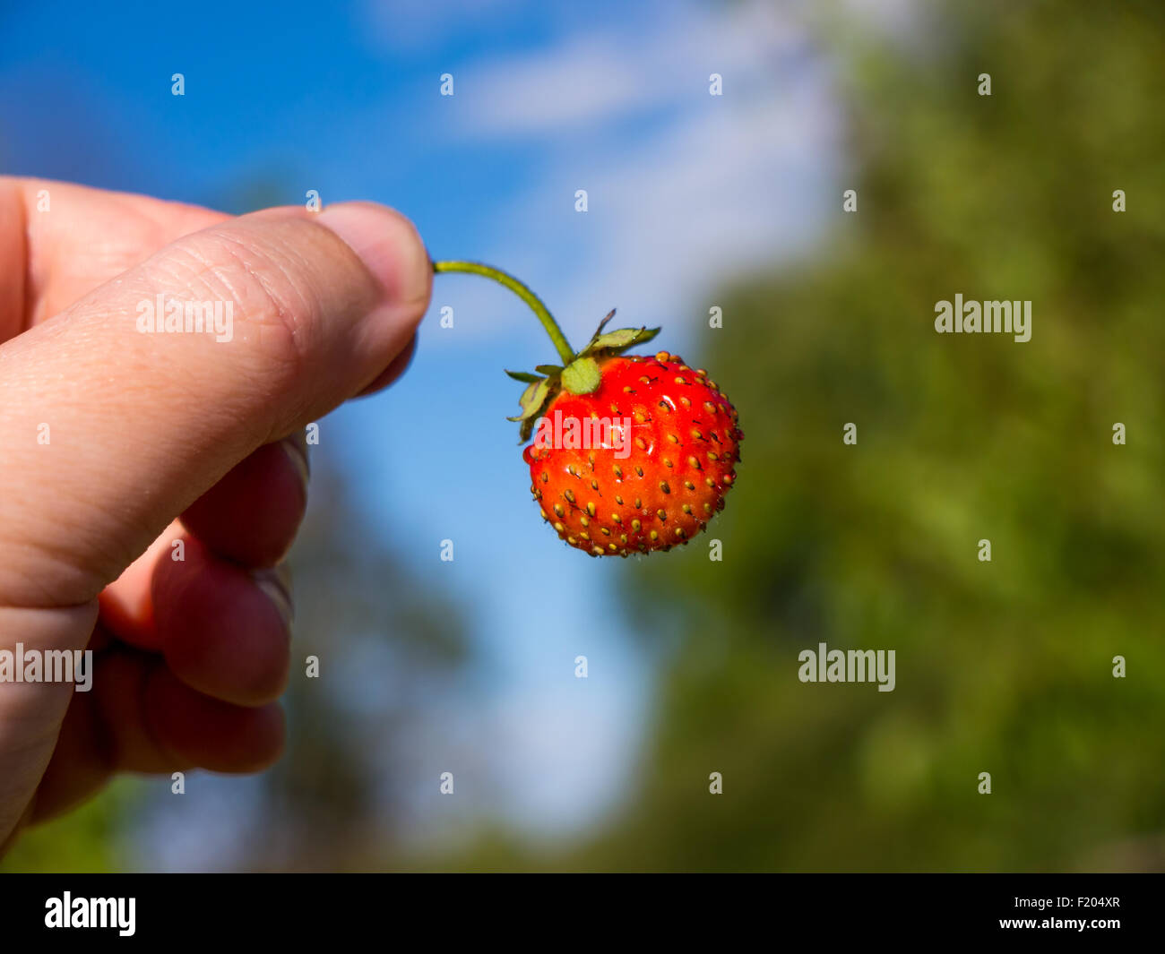 The nature vegetable strawberry object Stock Photo - Alamy