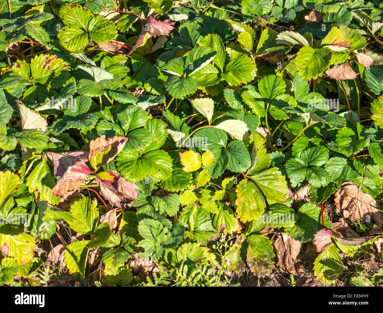 Light colored leaf patterns hi-res stock photography and images - Alamy