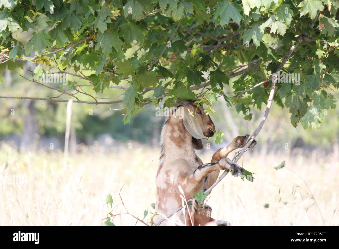 Goat standing on hind legs eating tree leaves off the tree Stock Photo ...